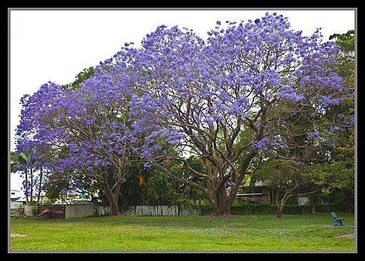 Jacaranda Tree